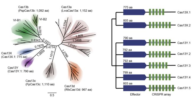 打破基因编辑底层专利垄断，辉大基因点燃基因治疗千亿市场_中金在线财经号