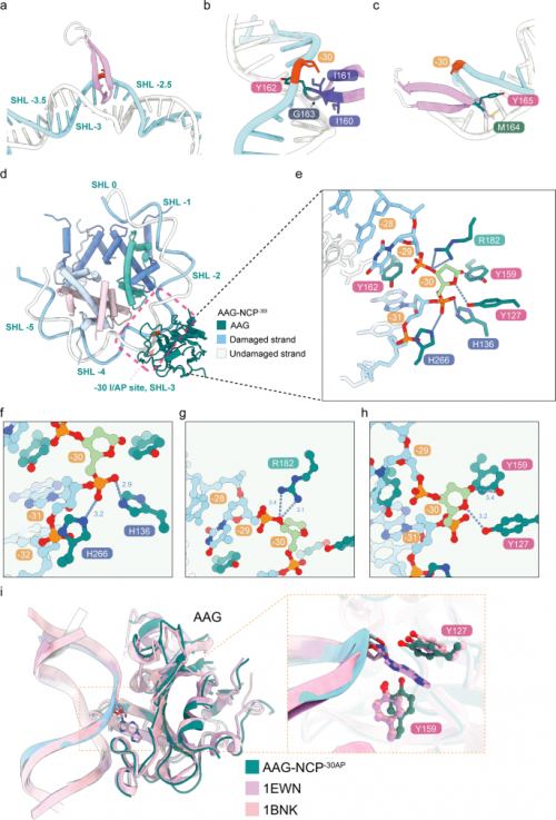 揭示DNA糖苷酶AAG介导核小体碱基切除的结构和机制_中金在线财经号