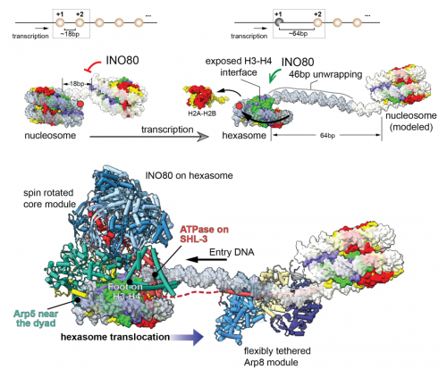 揭示INO80更倾向于六聚体而不是核小体的潜在机理_中金在线财经号