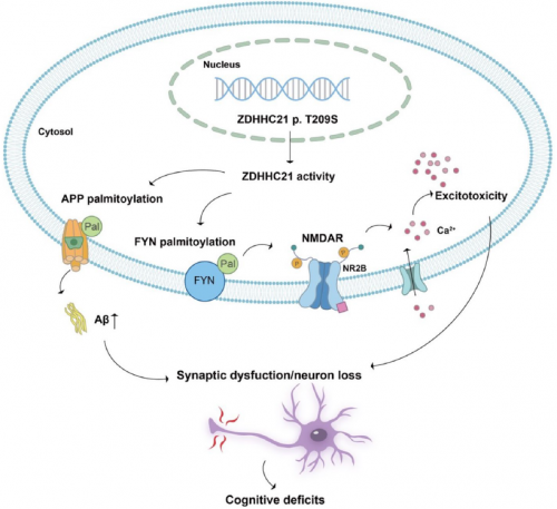 ZDHHC21突变引起的异常棕榈酰化有助于阿尔茨海默病的病理_中金在线财经号